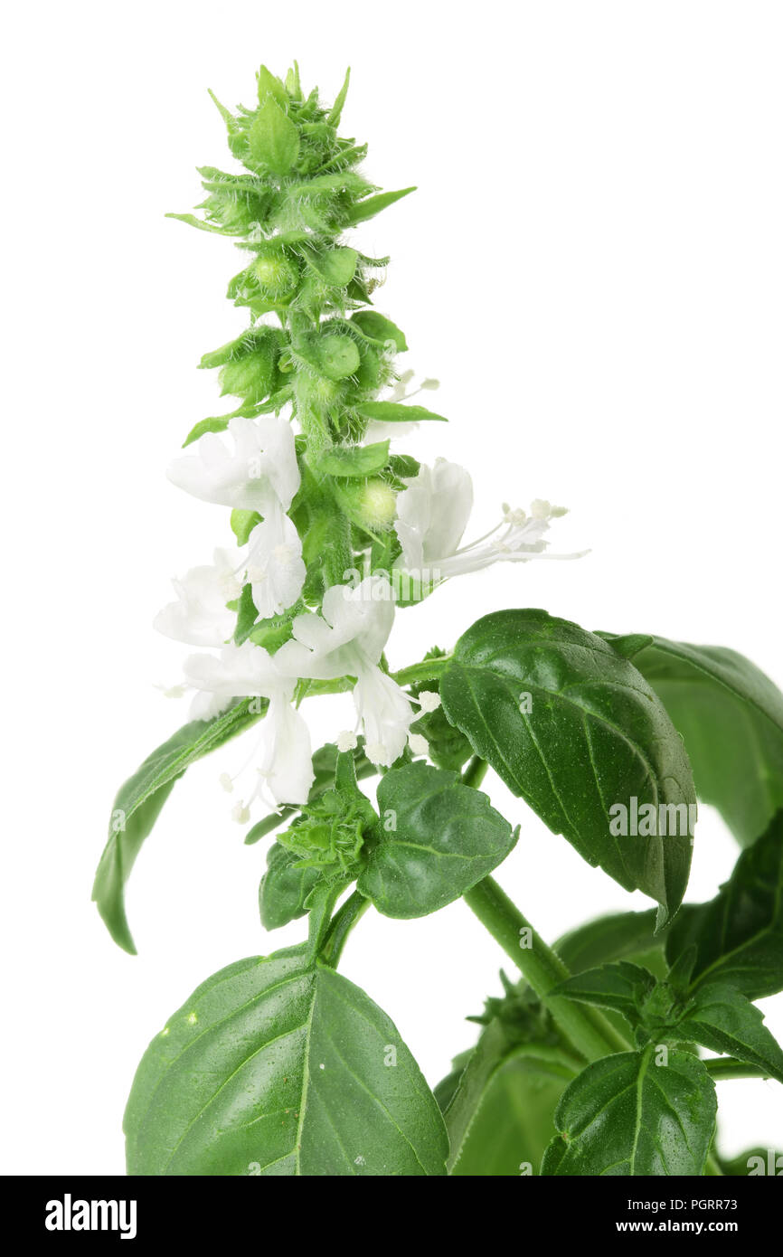 blooming sprig of basil isolated on white background Stock Photo - Alamy