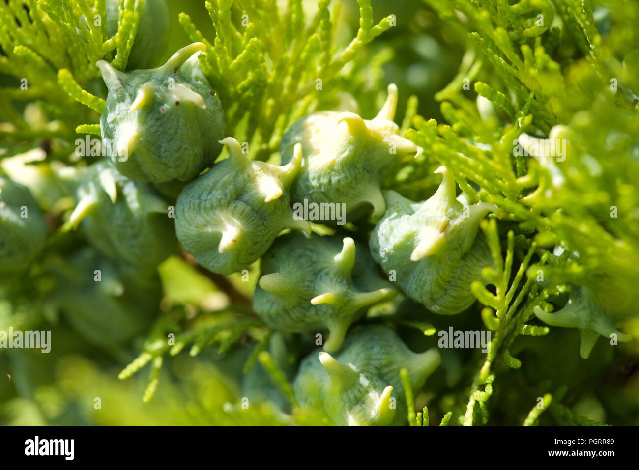 Conifer (Thuja Orientalis): a close up of the immature seed cones Stock ...