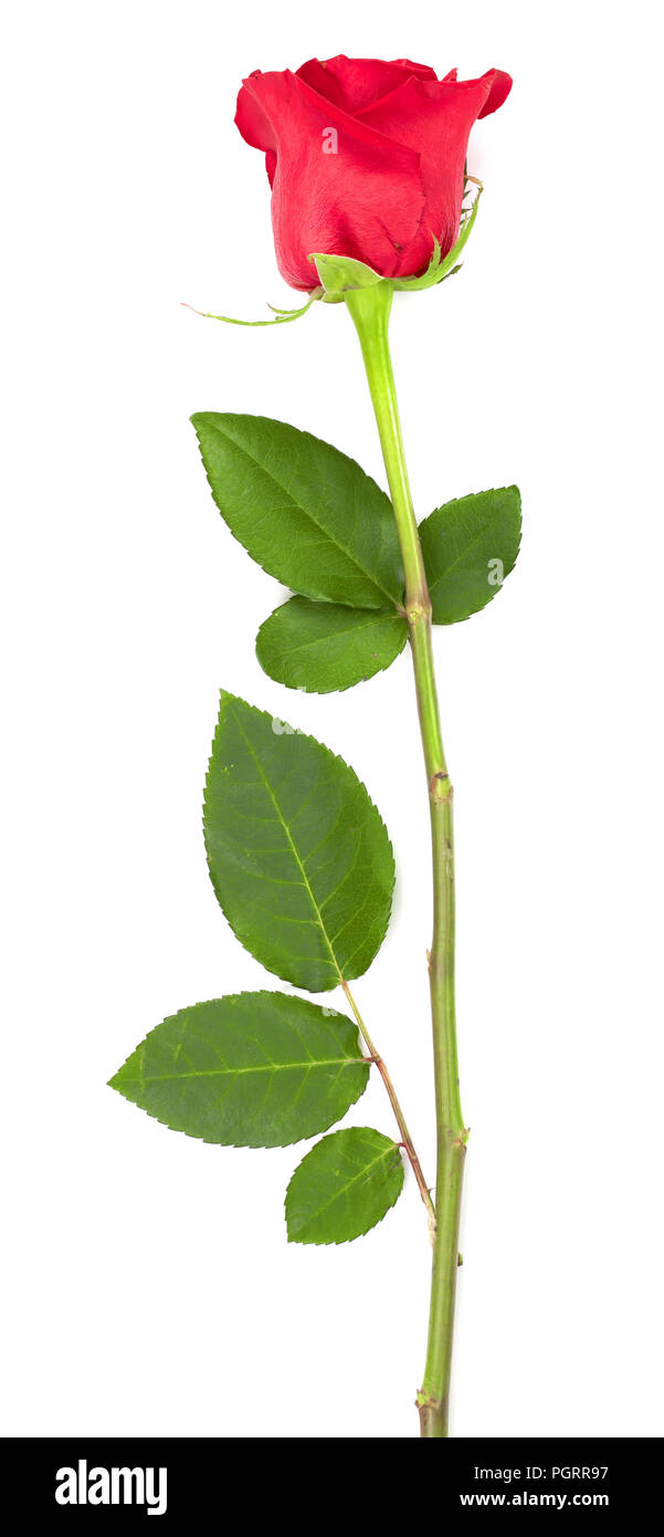 beautiful red rose isolated on white background. Top view. Flat lay ...