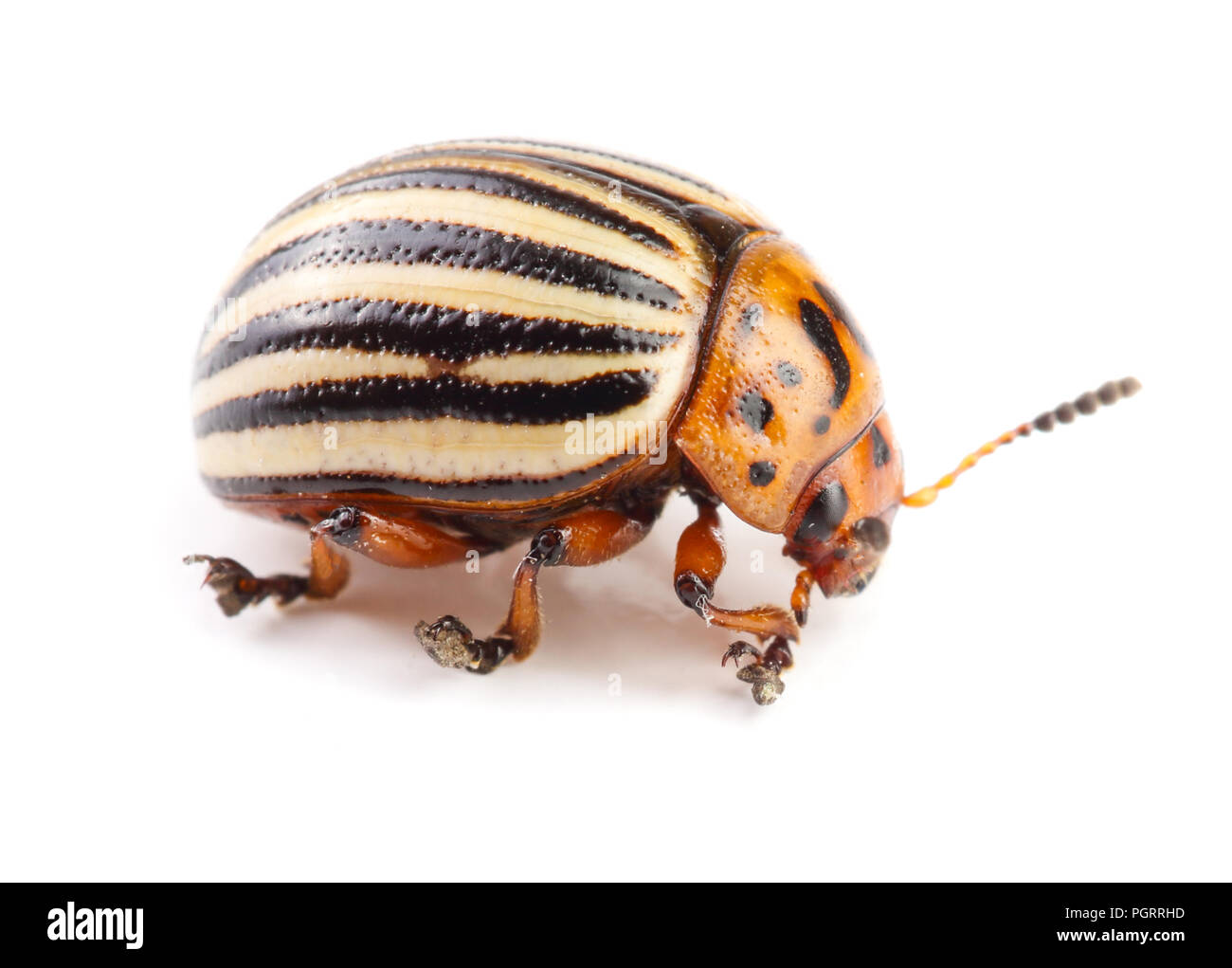 Colorado Potato Beetle isolated on white background Stock Photo - Alamy