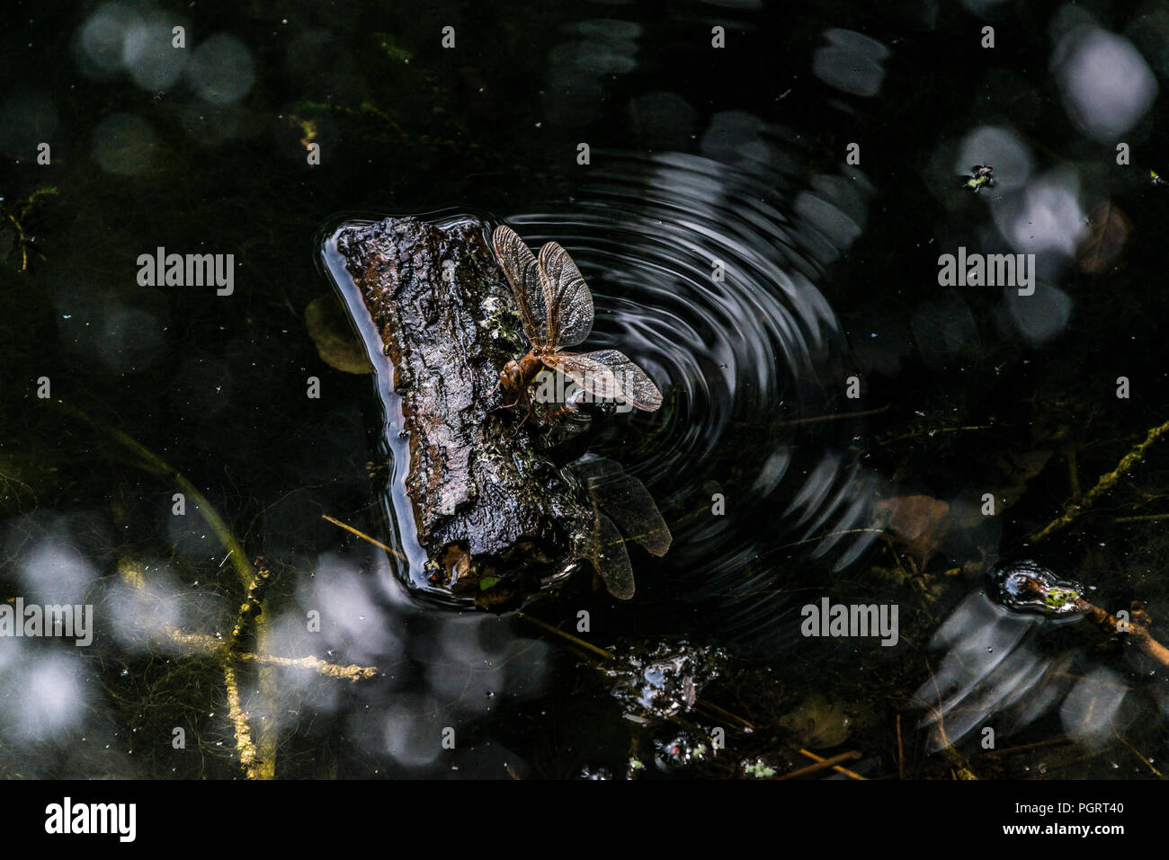 Dragonfly eggs log hi-res stock photography and images - Alamy