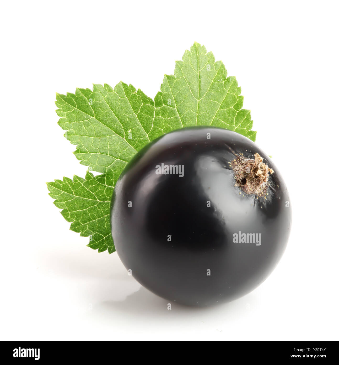 one black currant with leaf isolated on white background Stock Photo ...