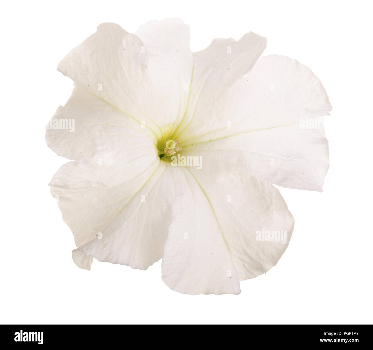Argentina flower Cut Out Stock Images & Pictures - Alamy