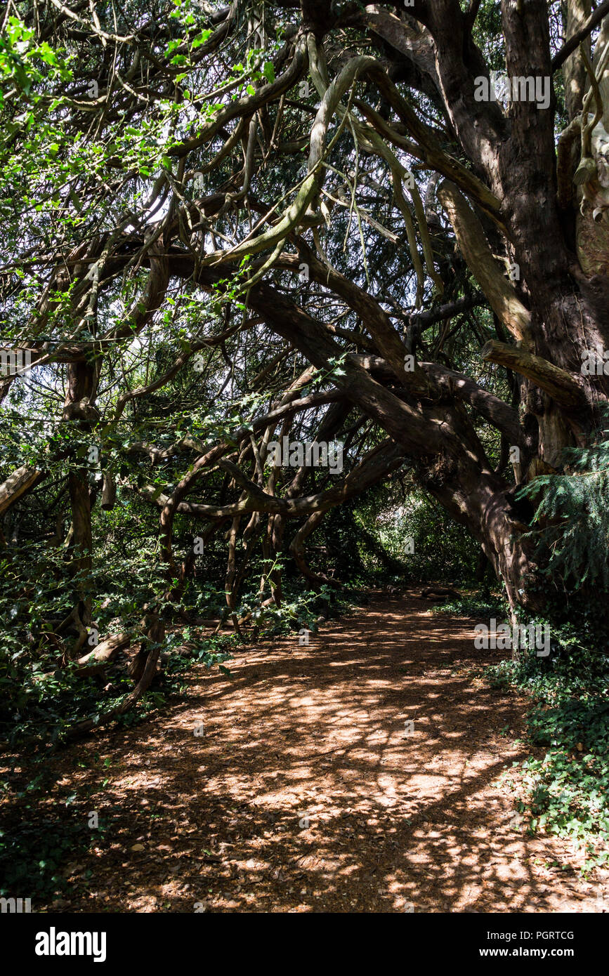Sprawling yew tree hi-res stock photography and images - Alamy