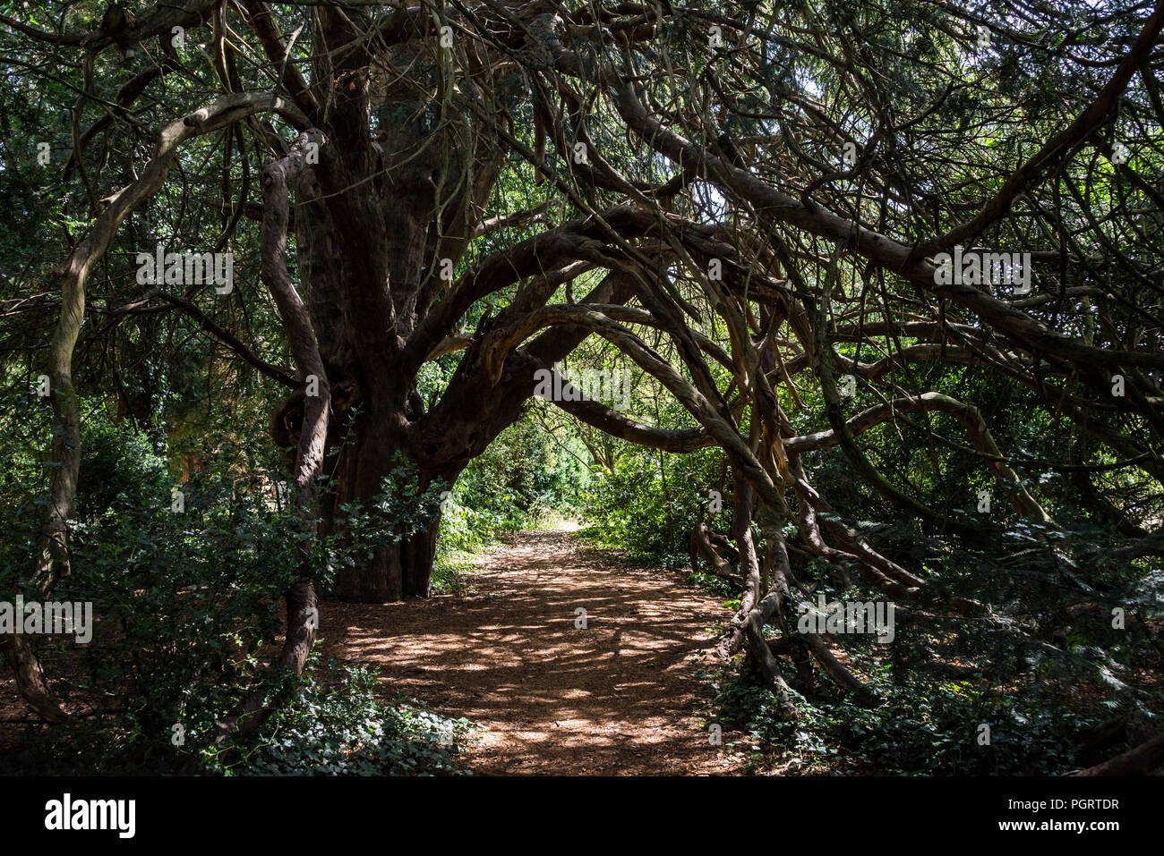 A path under the arching branches of a yew tree (Taxus baccata Stock ...
