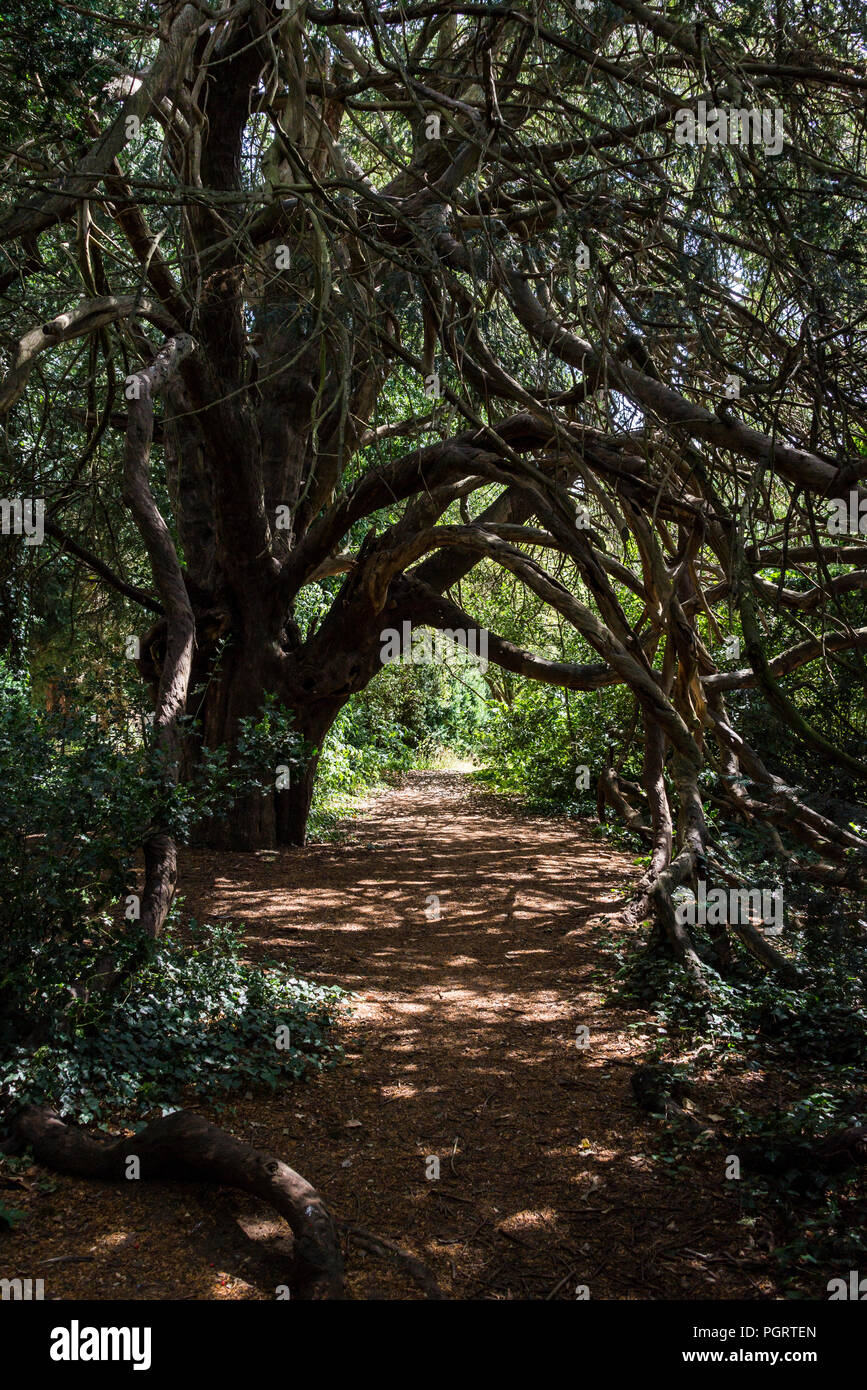 A path under the sprawling branches of an old yew tree Stock Photo - Alamy