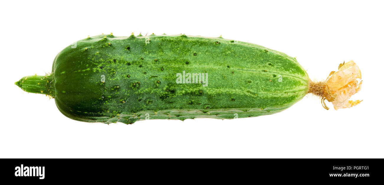 Fresh one cucumber isolated on white background Stock Photo - Alamy