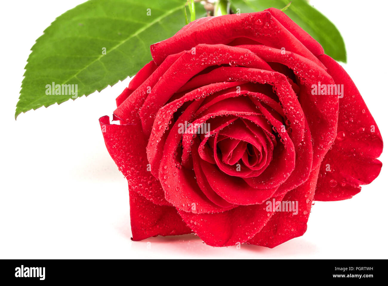 beautiful red rose with dew drops isolated on white background Stock ...