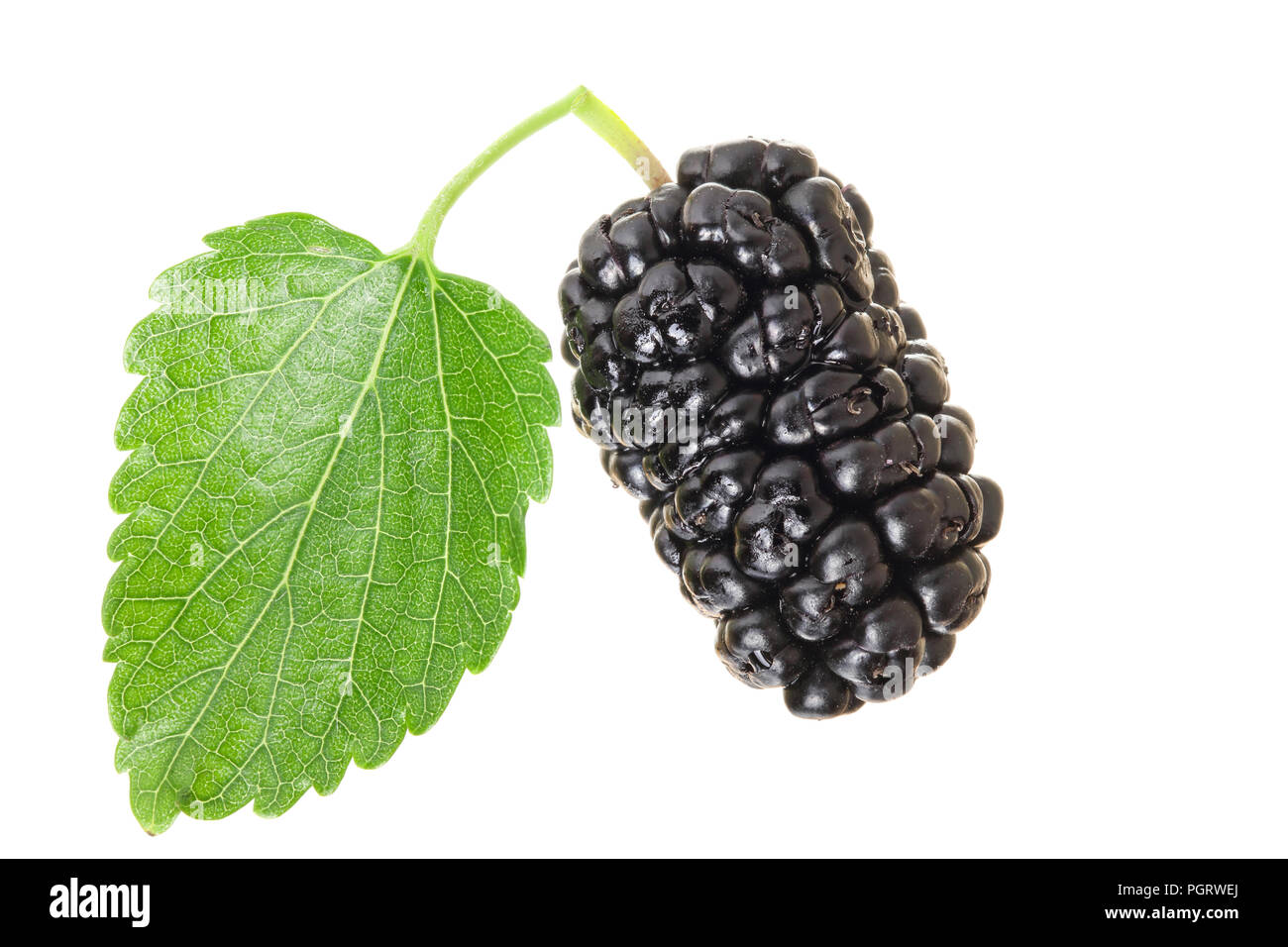 Mulberry berry with leaf isolated on white background macro Stock Photo ...