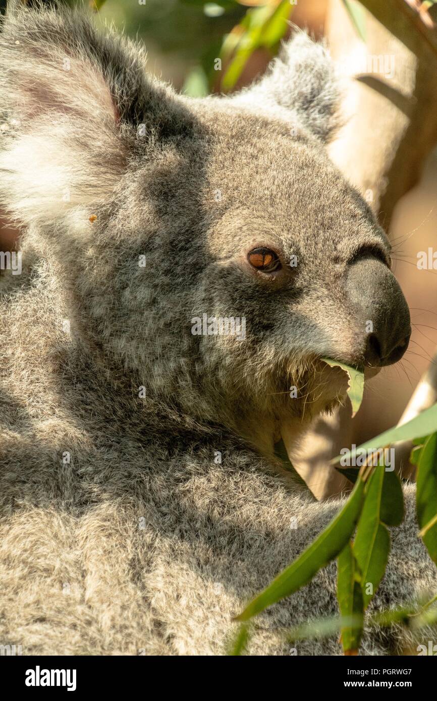 Koalas on Eucalyptus tree Stock Photo - Alamy