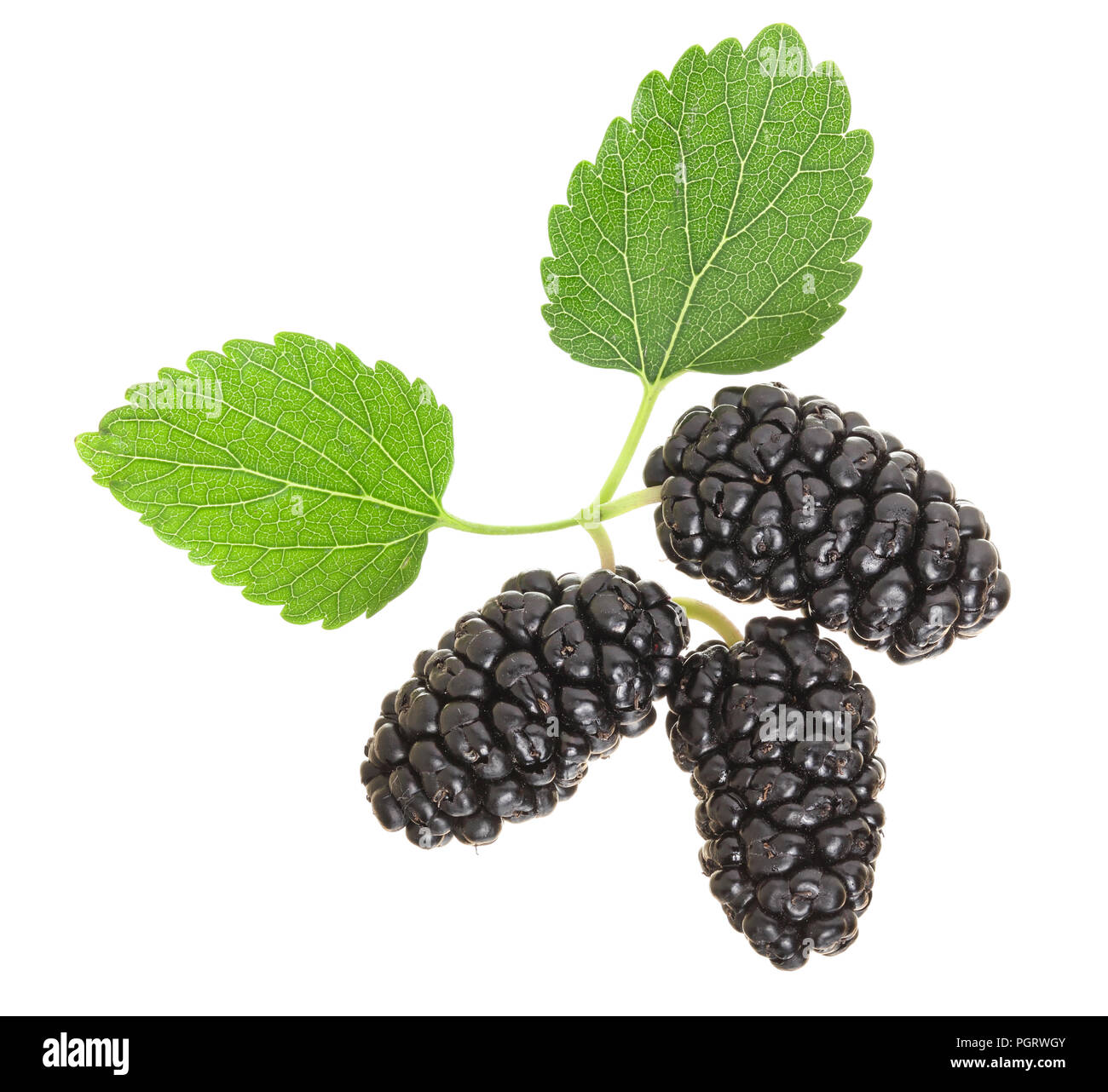 Mulberry berry with leaf isolated on white background macro Stock Photo ...