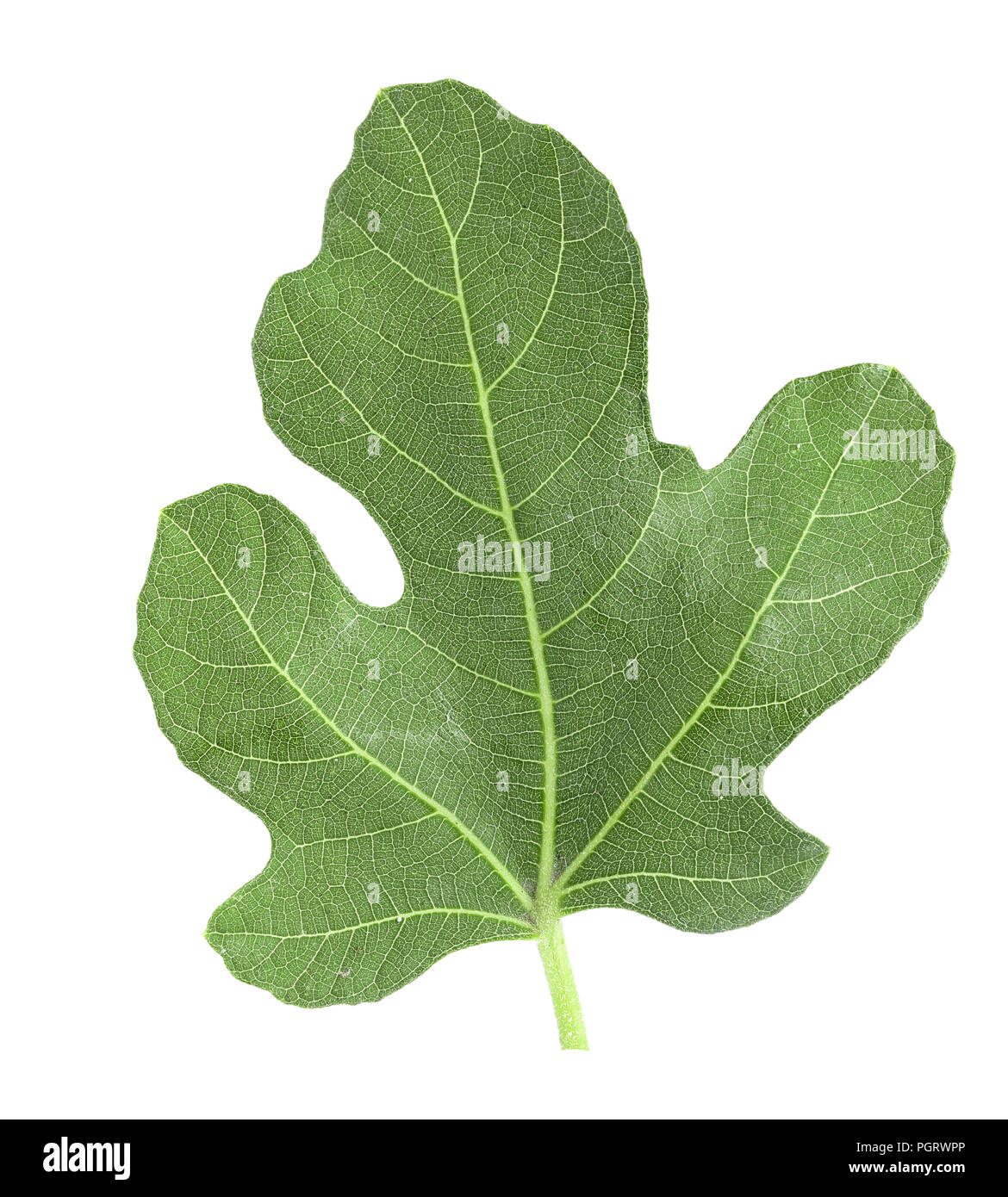 Fig leaf hi-res stock photography and images - Alamy