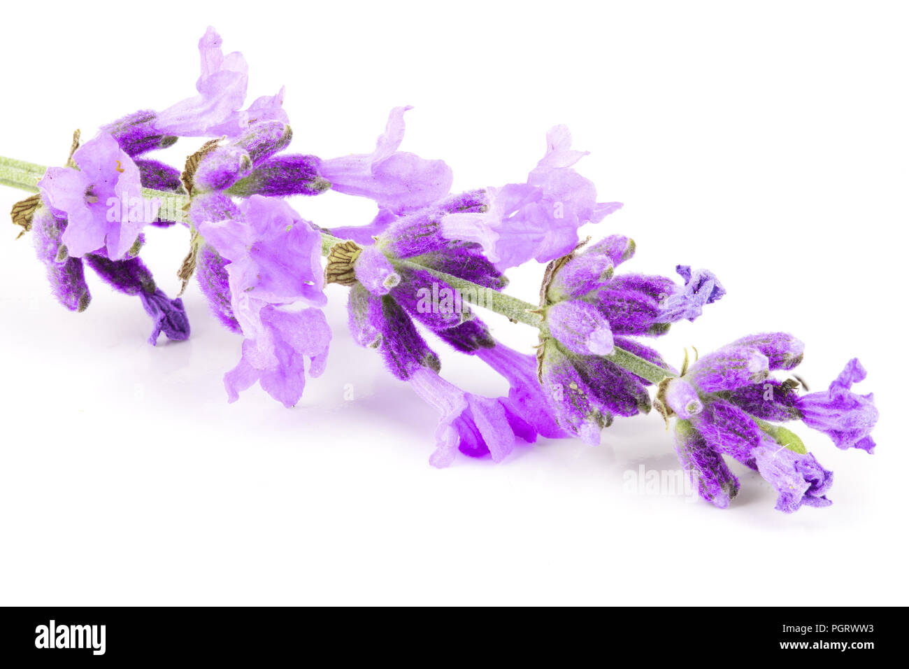 Single flower sprig hi-res stock photography and images - Alamy