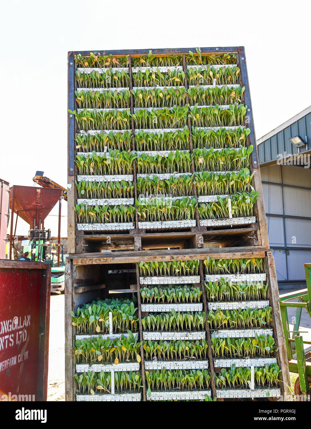 Young Brassica plants in trays awaiting loading onto a lorry, England ...