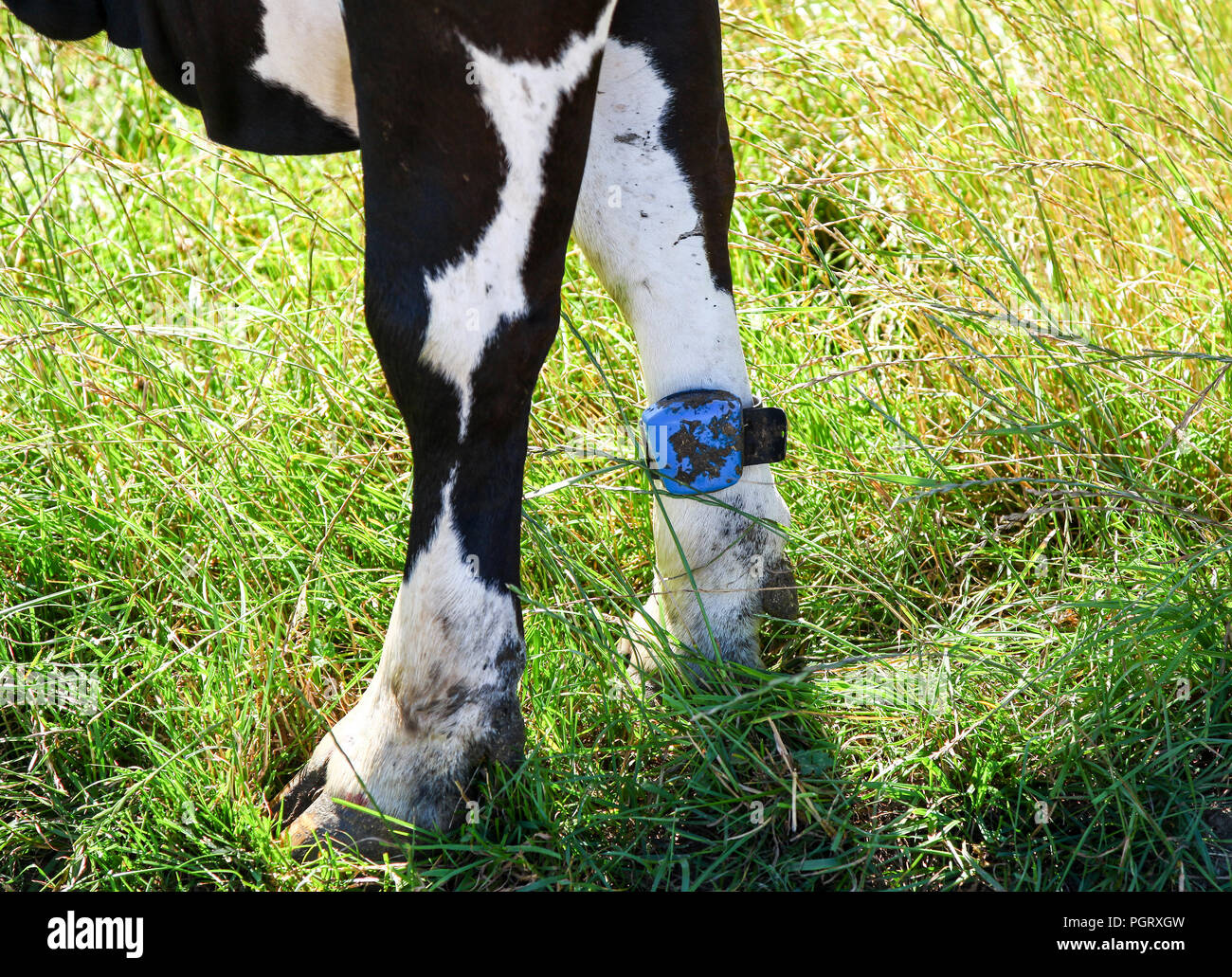 Cow leg hi-res stock photography and images - Alamy