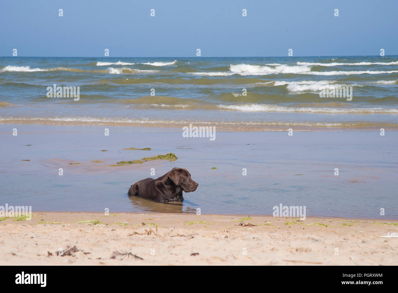 Labrador looks hi-res stock photography and images - Alamy