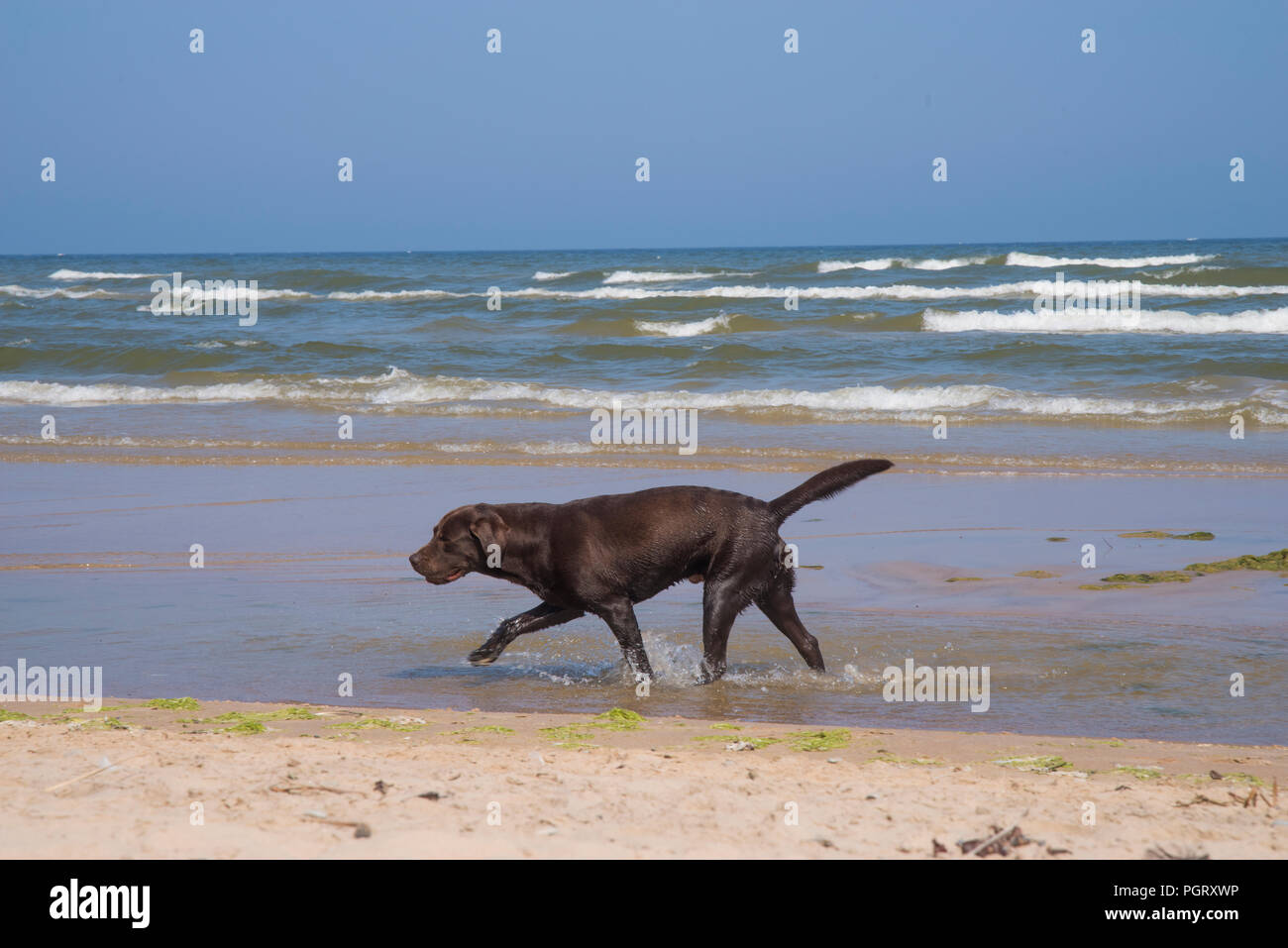 Labrador looks hi-res stock photography and images - Alamy