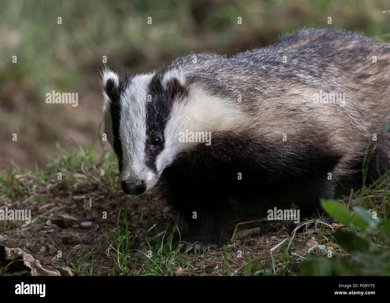 Badger feeding hi-res stock photography and images - Alamy