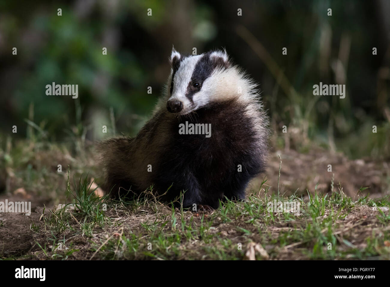 Badger feeding hi-res stock photography and images - Alamy