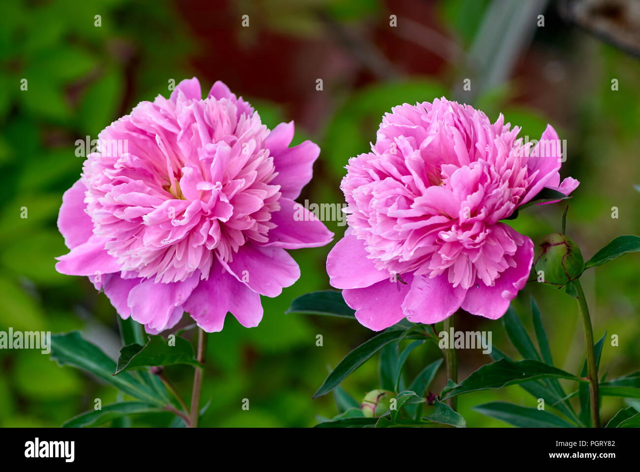 Paeonium hi-res stock photography and images - Alamy