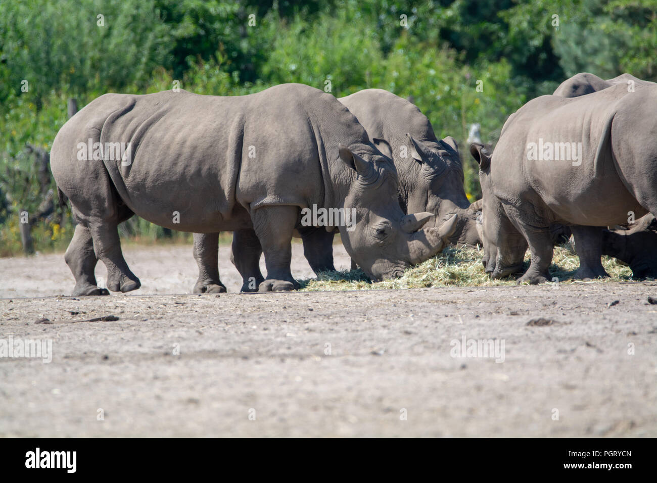 Group of big adult African black rhinoceros eating grass in safari park ...