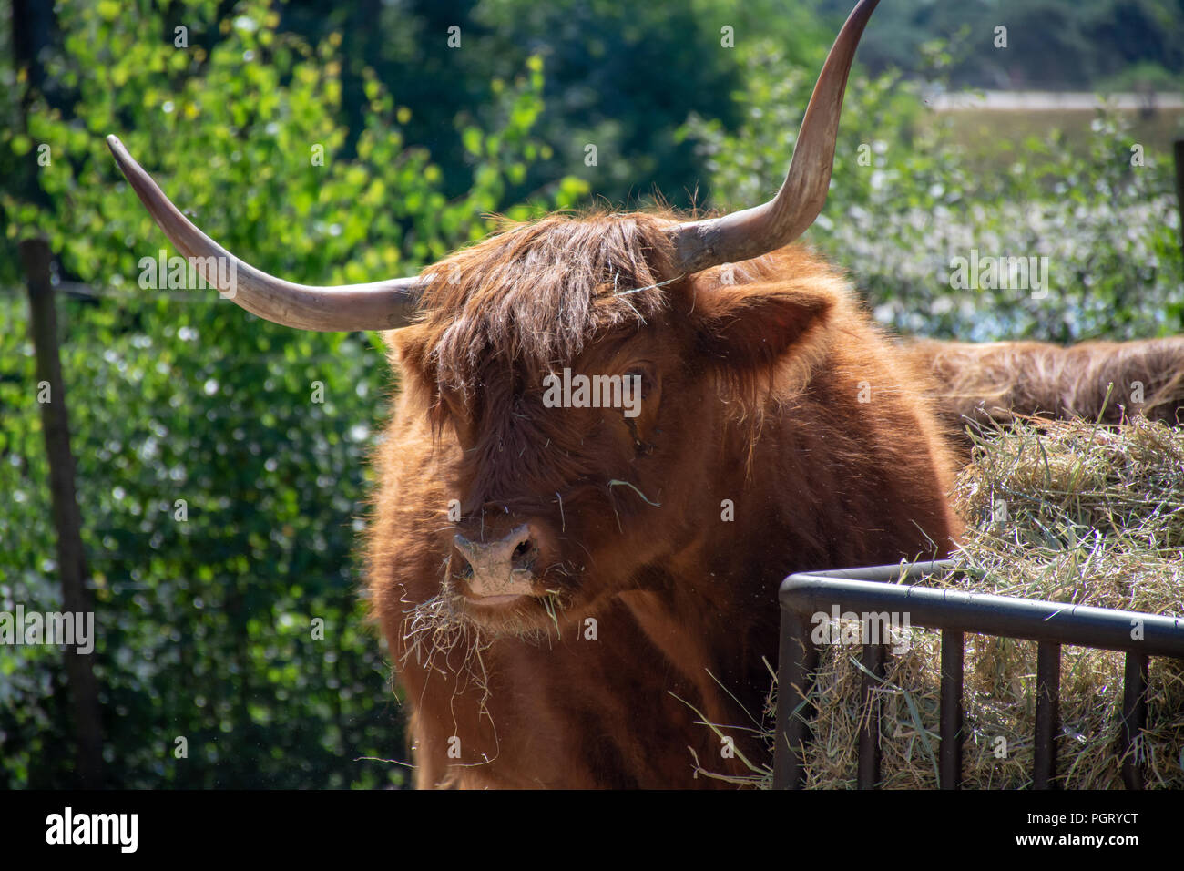 Big scottish brown hairy yak cattle close up Stock Photo - Alamy