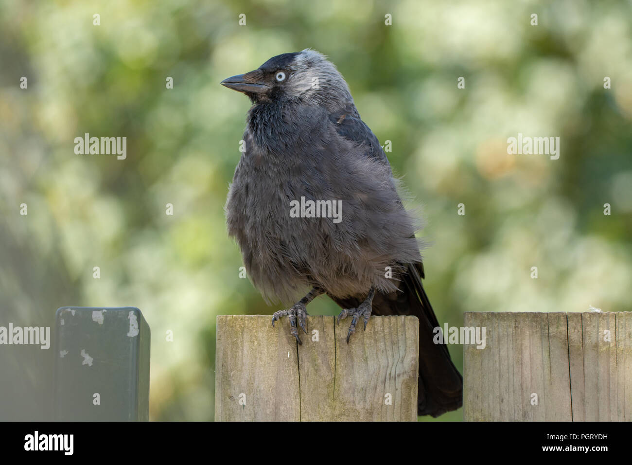 Young Western Jackdaw from crow family sitting on wooden fence close up ...
