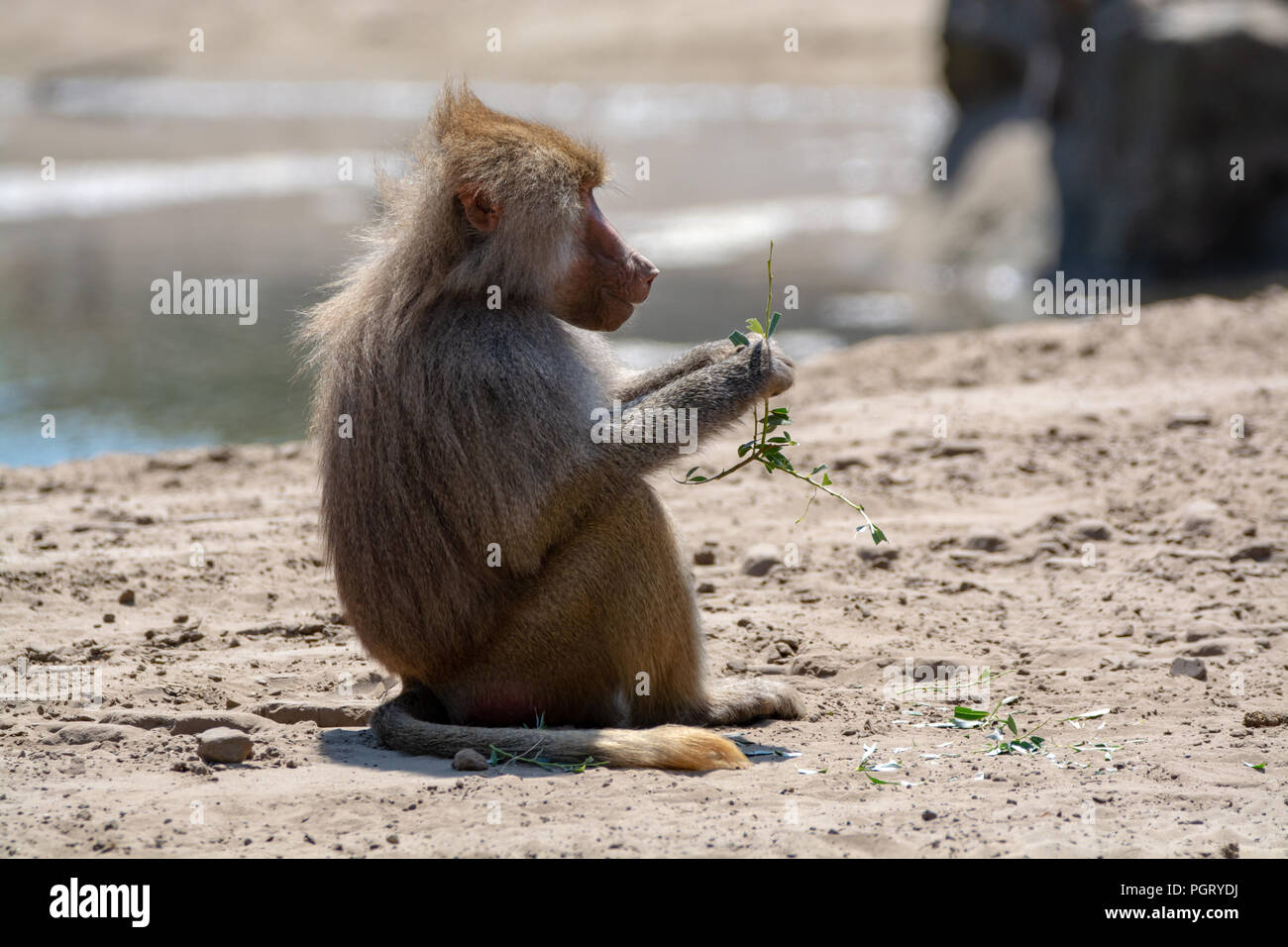 Adult olive baboon monkey sitting and eating bamboo leaves Stock Photo ...
