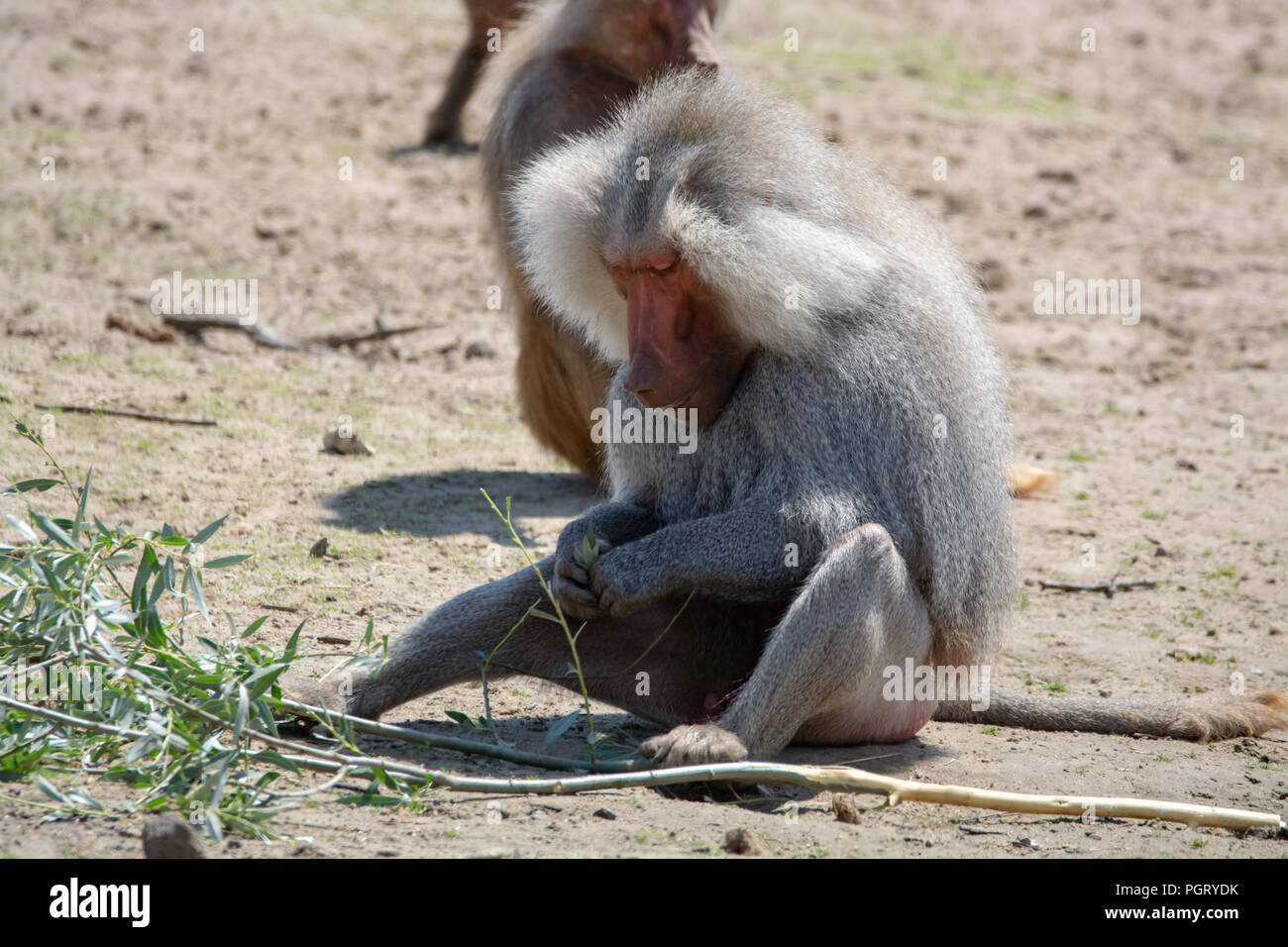 Adult eating bamboo leaves hi-res stock photography and images - Alamy