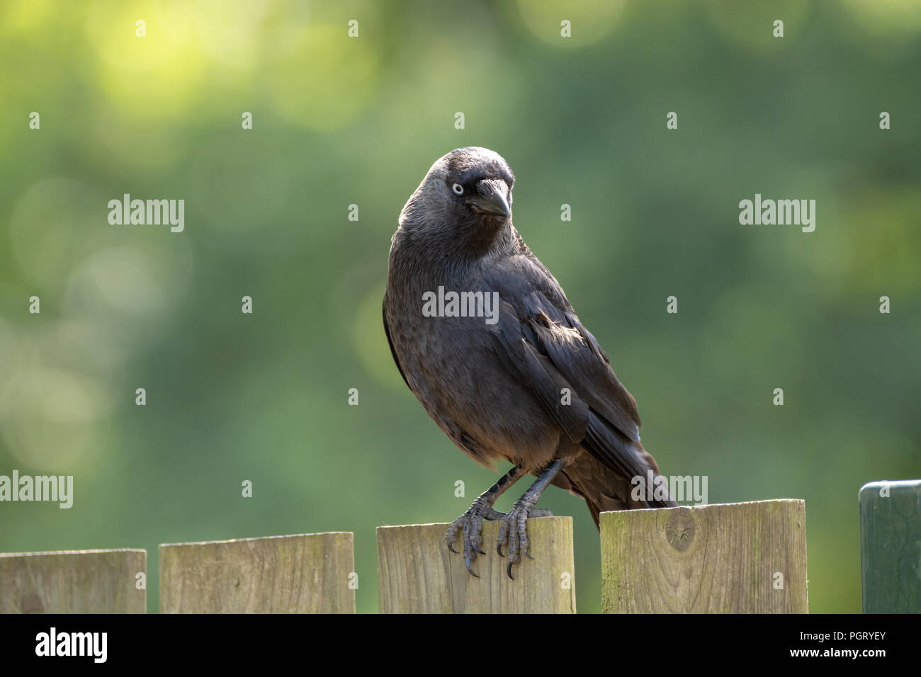 Adult Western Jackdaw from crow family sitting on wooden fence close up ...