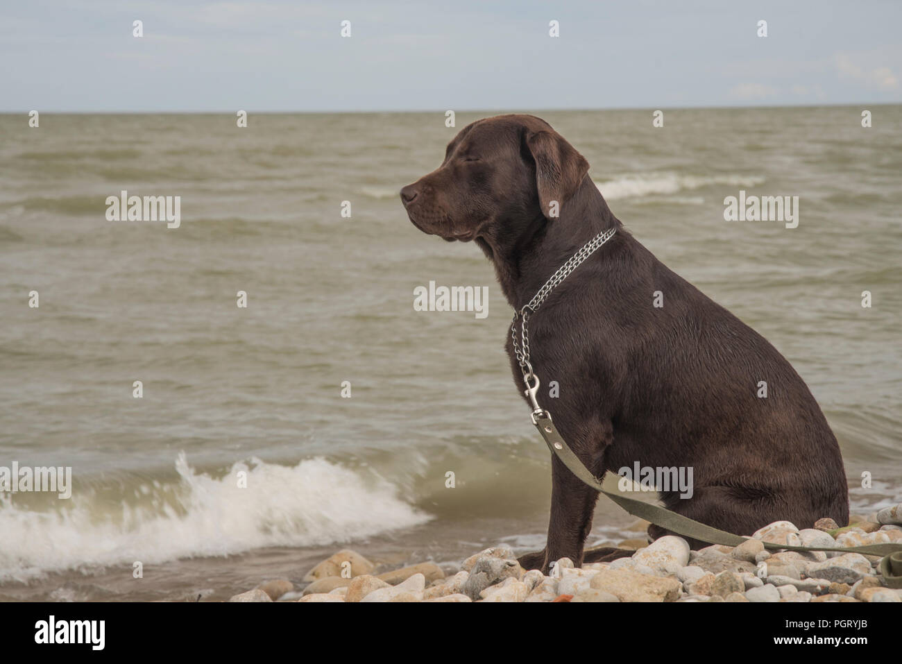Labrador sea waves