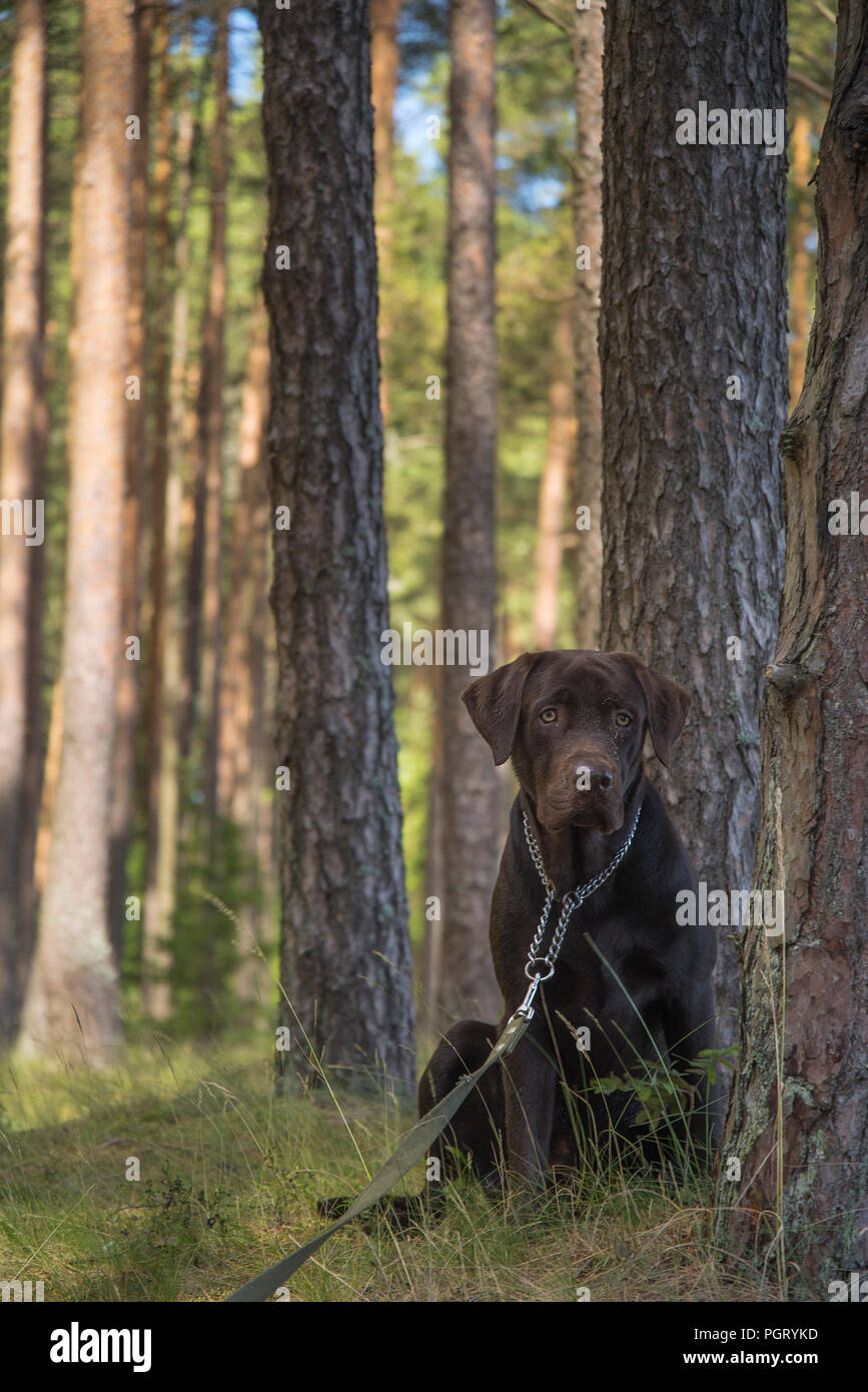 brown labrador puppy is walking on the street Stock Photo - Alamy