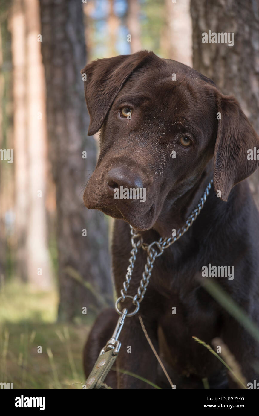 Brown labrador puppy hi-res stock photography and images - Alamy