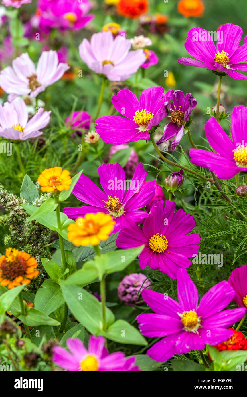 Mexican aster, Garden Cosmos, mixed Cosmos bipinnatus, Zinnia Stock ...