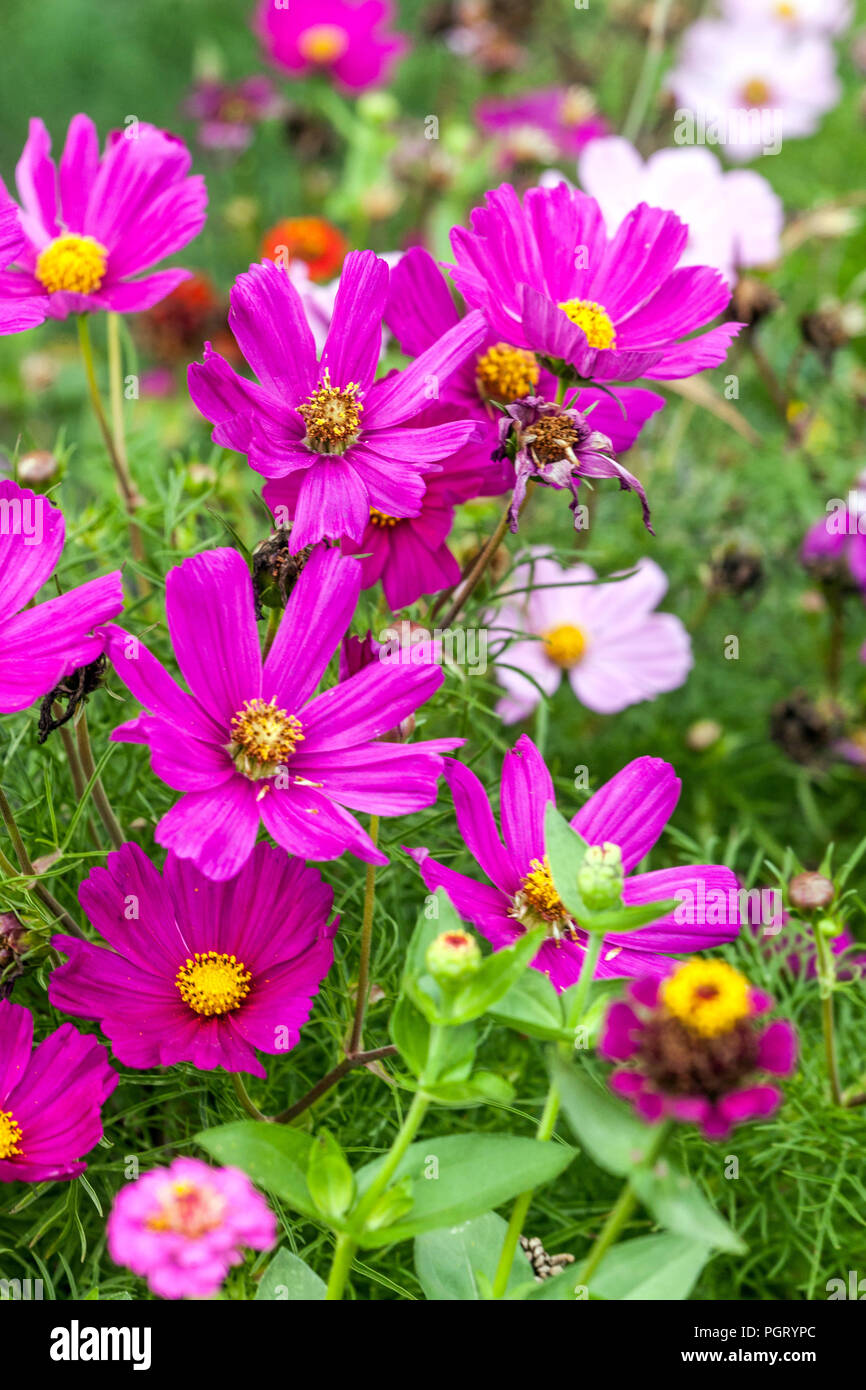 Mexican aster, Garden Cosmos, mixed Cosmos bipinnatus Stock Photo - Alamy
