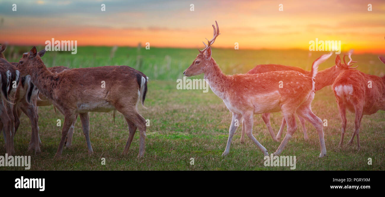 Group rutting red deer on the Veluwe, Netherlands Stock Photo - Alamy