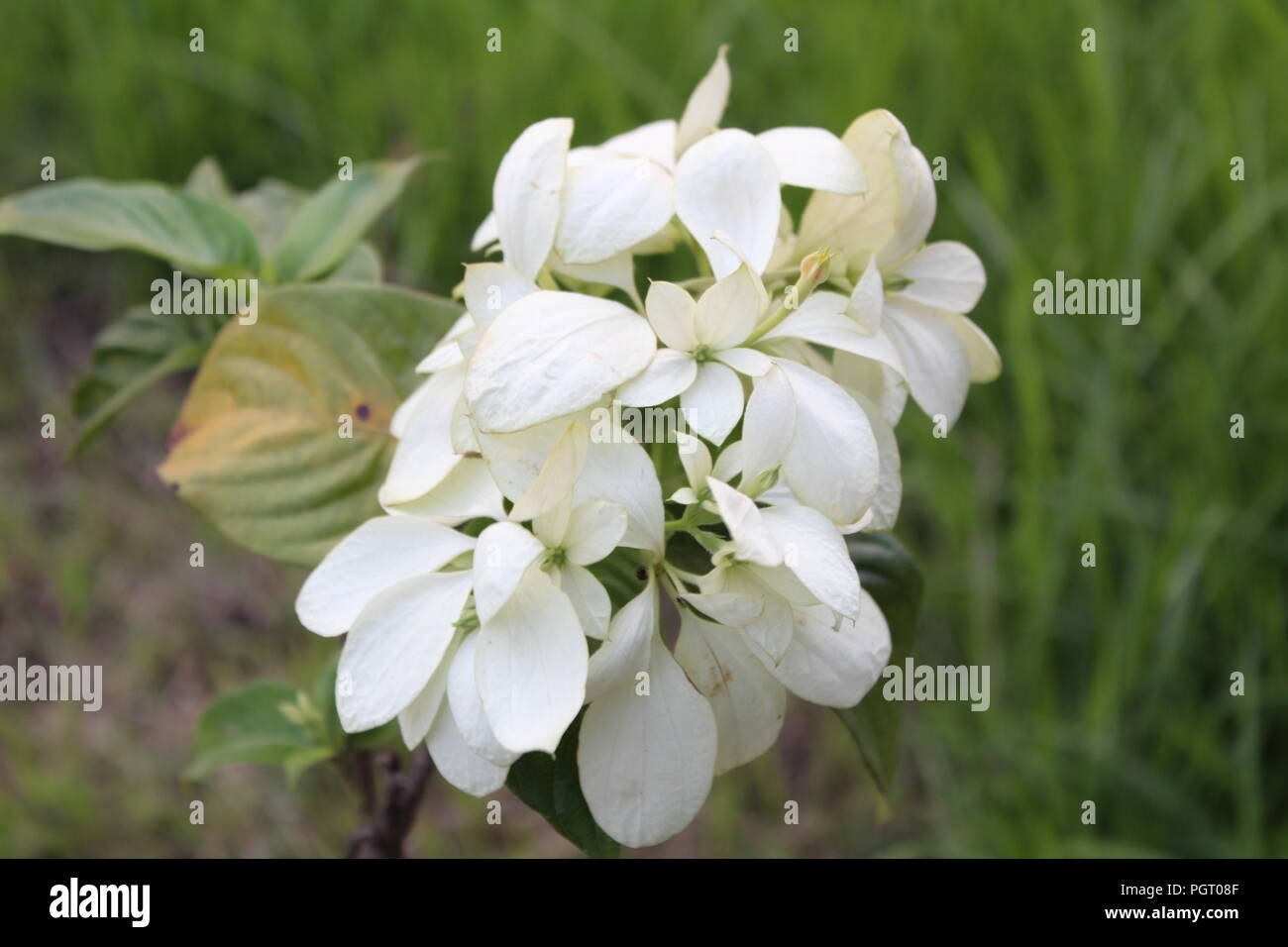 White Flower texture background Stock Photo - Alamy