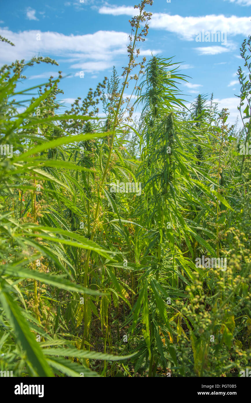 fields of industrial hemp in Estonia. Europe Stock Photo - Alamy