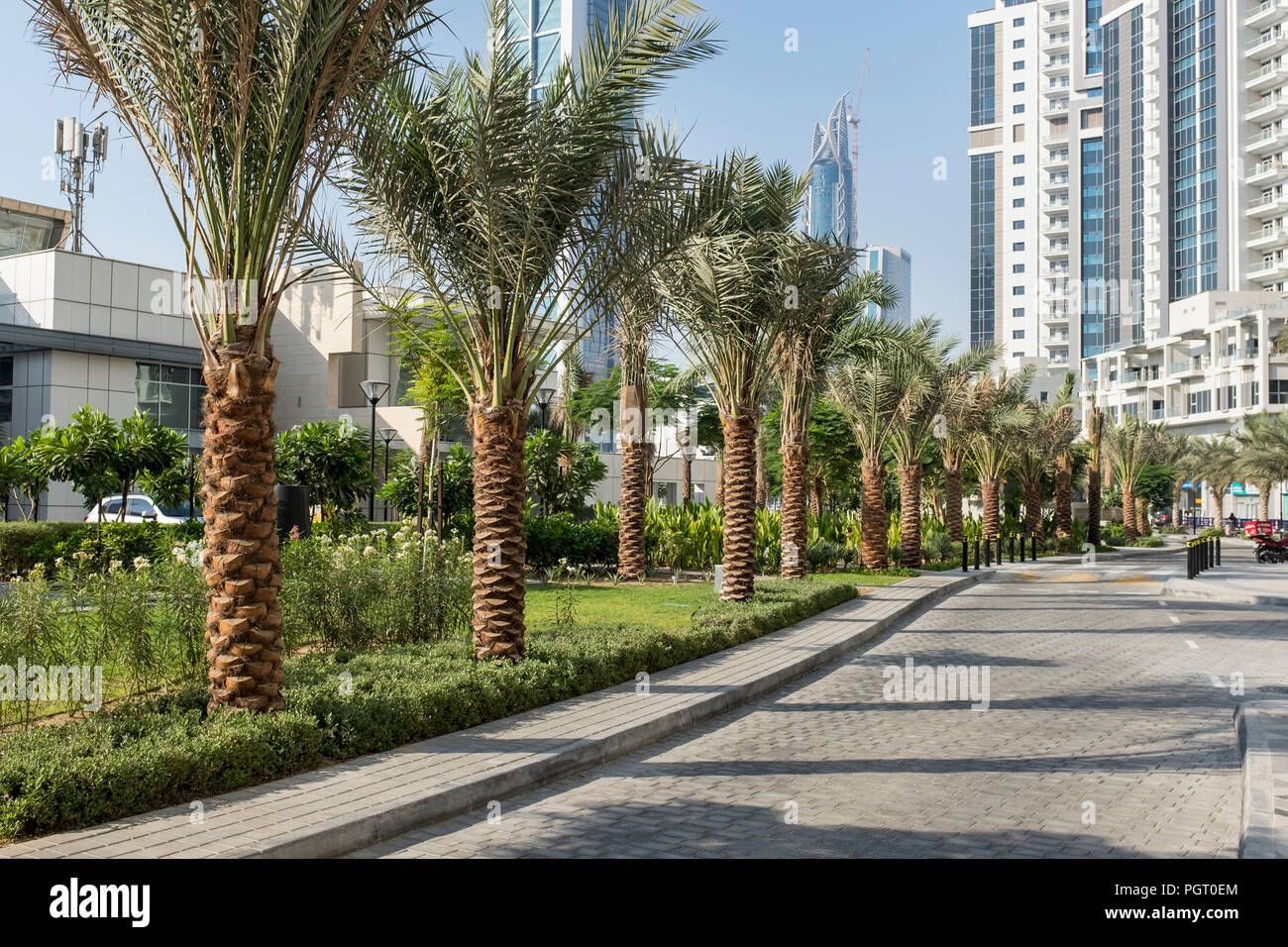 Palm trees in the Executive Towers residential development in Business ...