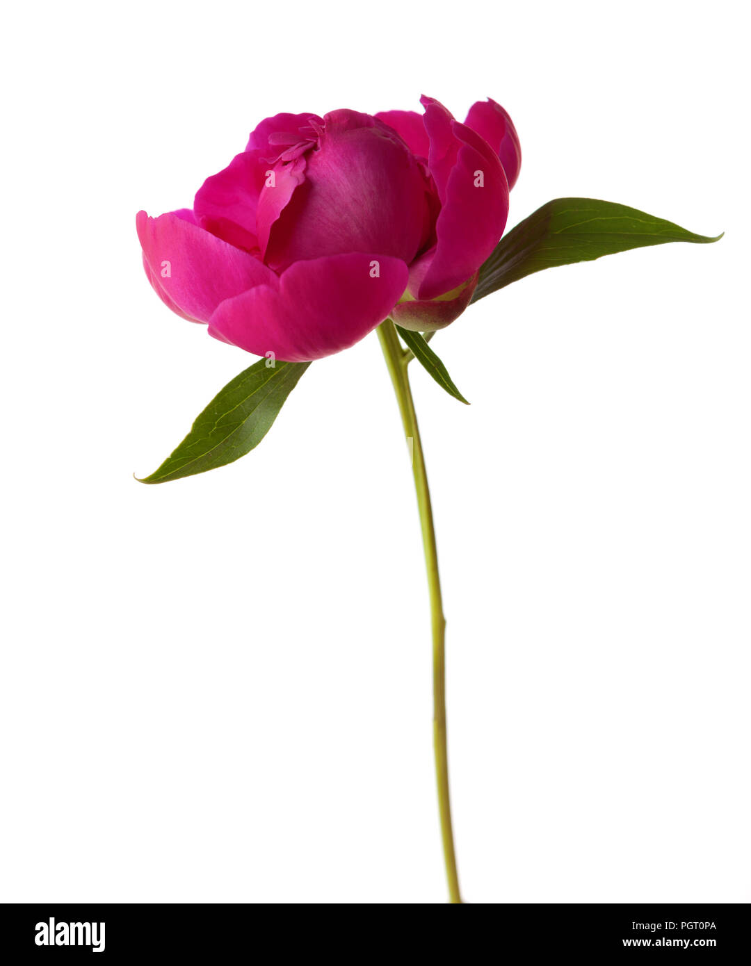 Peony Isolated on White Background Stock Photo - Alamy