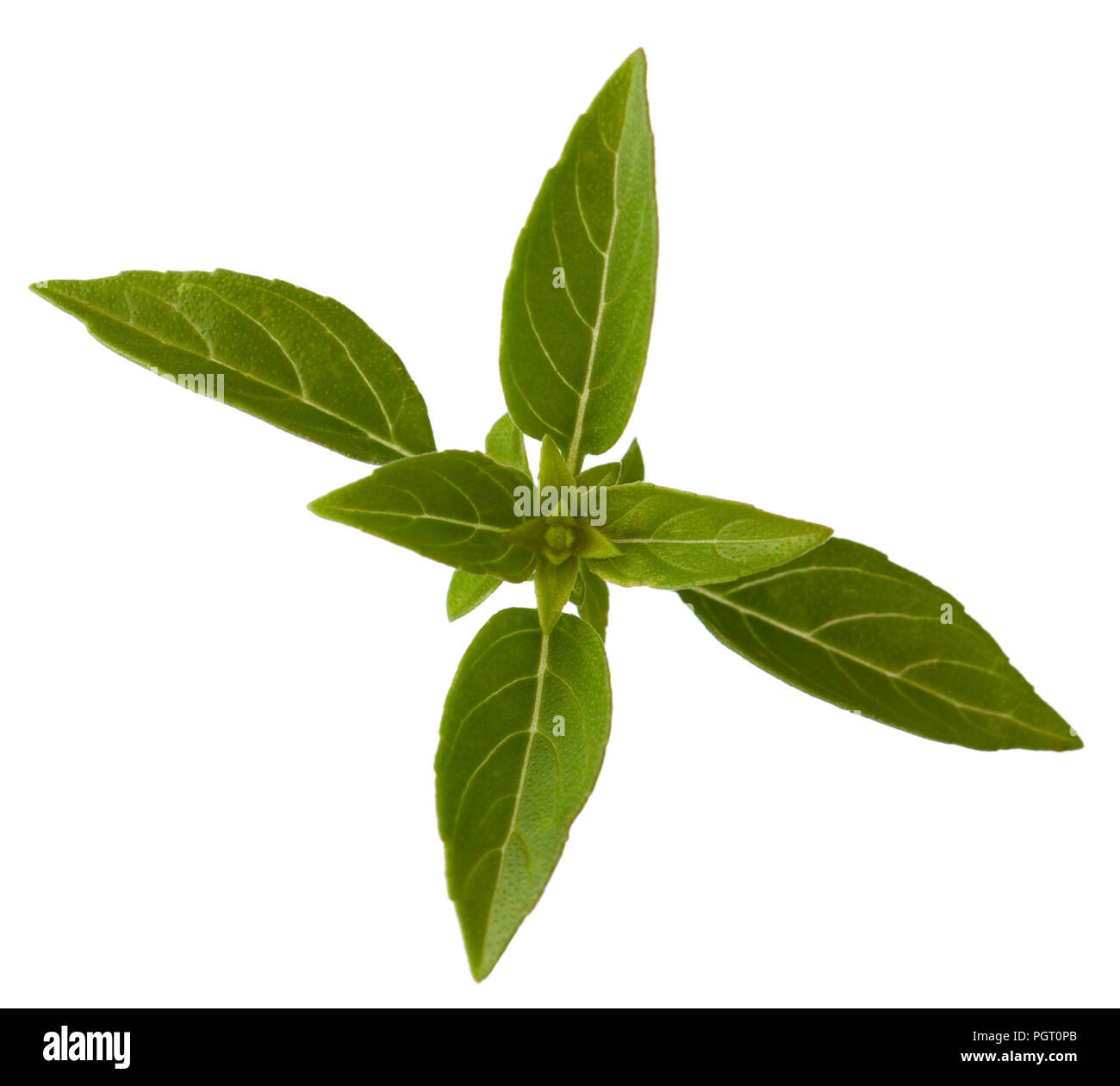 Fresh sprig of basil isolated on white background Stock Photo - Alamy