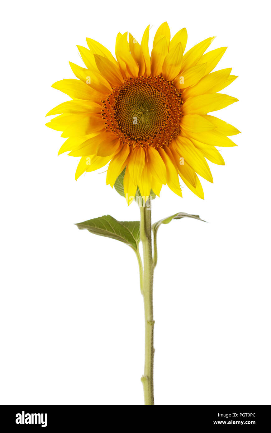 Sunflower isolated on a white background Stock Photo - Alamy