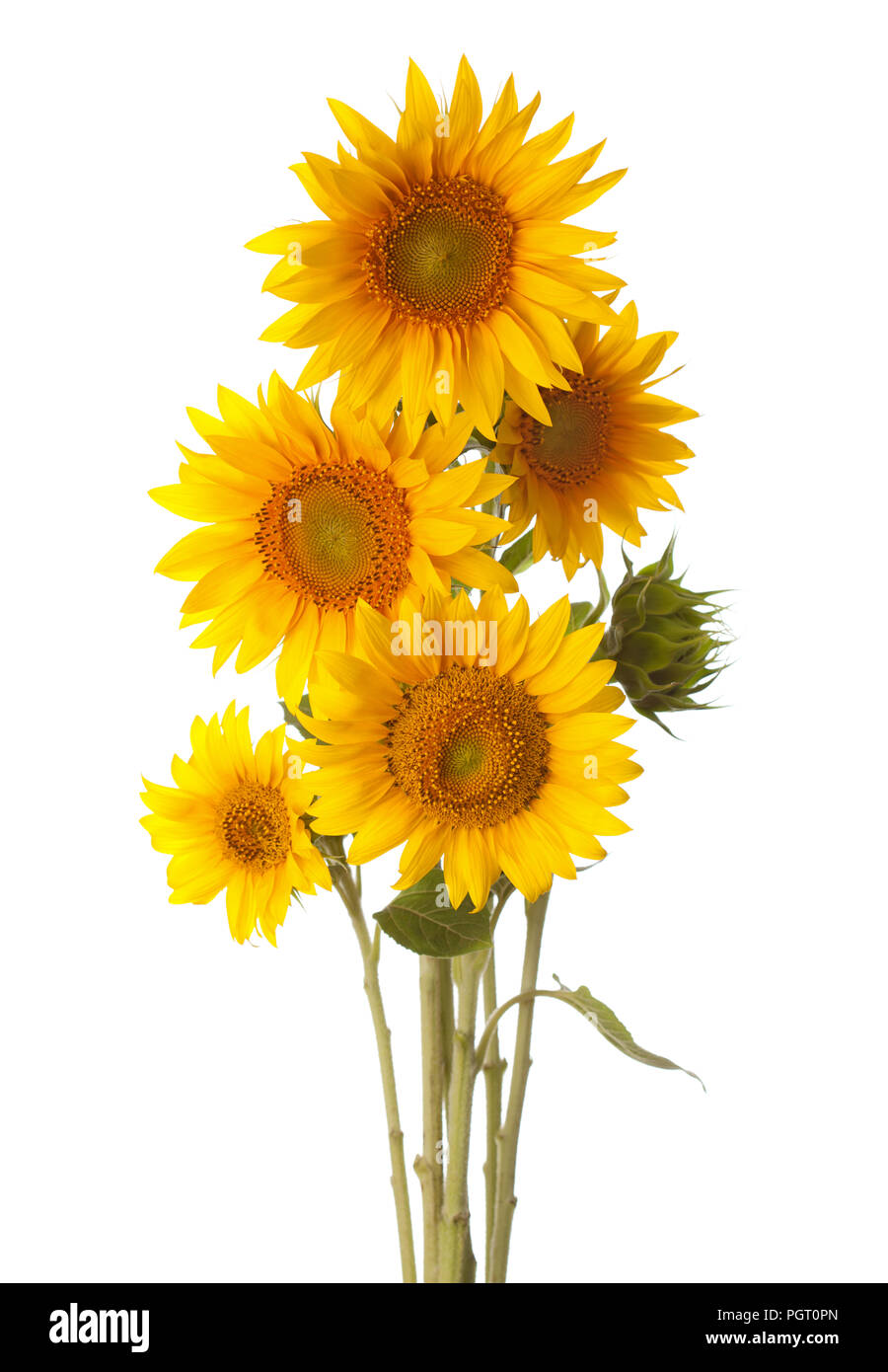 Five sunflowers hi-res stock photography and images - Alamy