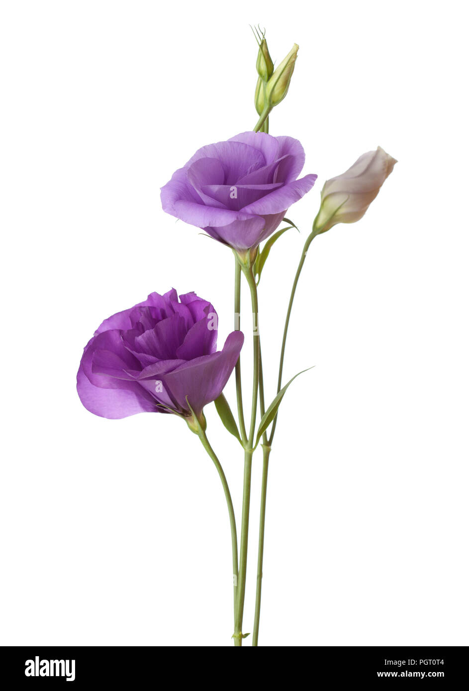 light purple flowers isolated on white. eustoma Stock Photo - Alamy