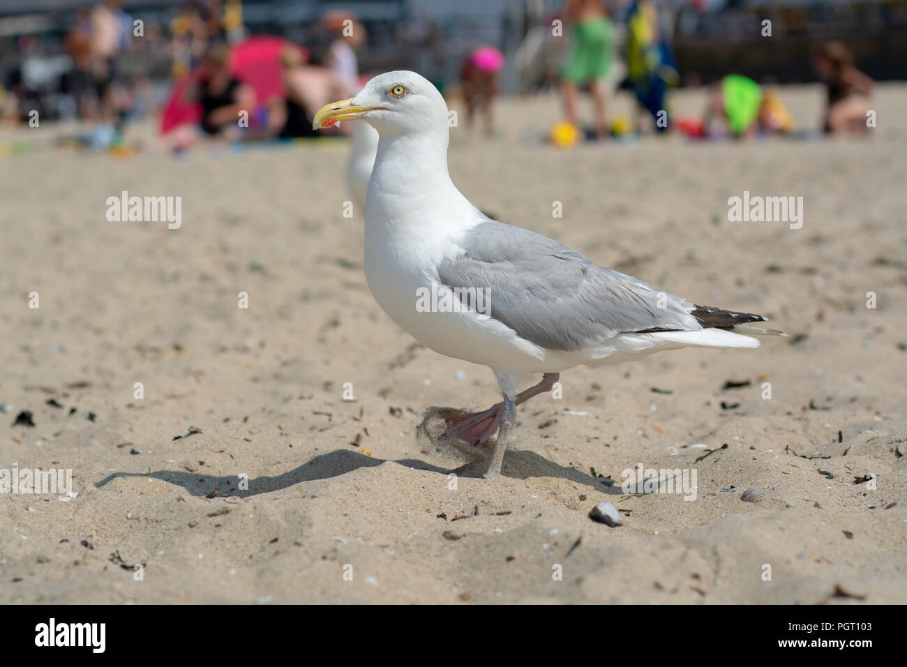 Big adult seagull is looking for food from tourists on the beach Stock ...