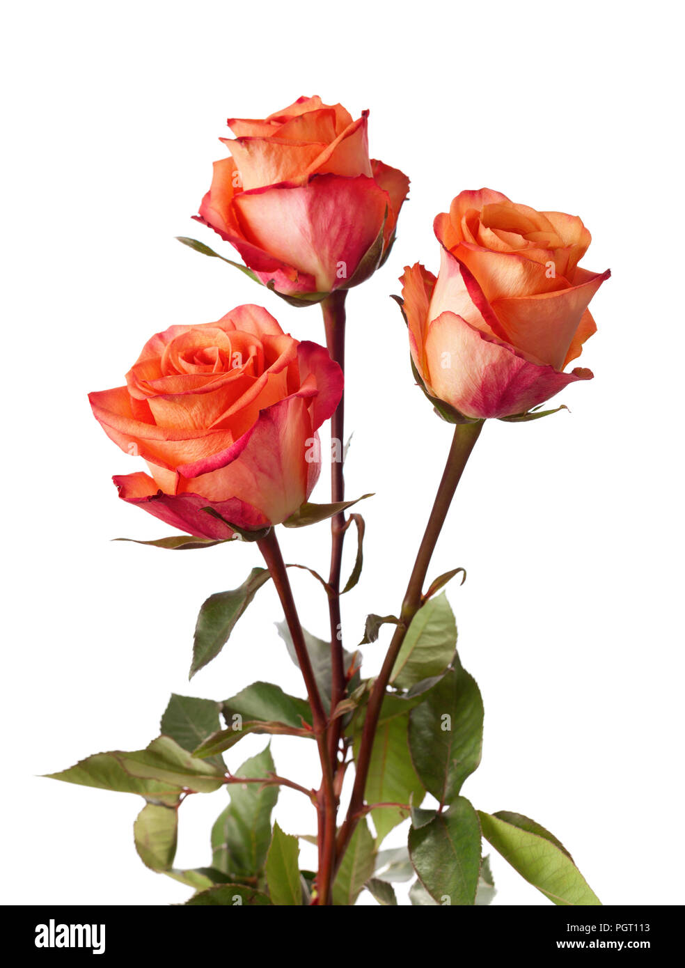 Three orange roses isolated on white background Stock Photo - Alamy