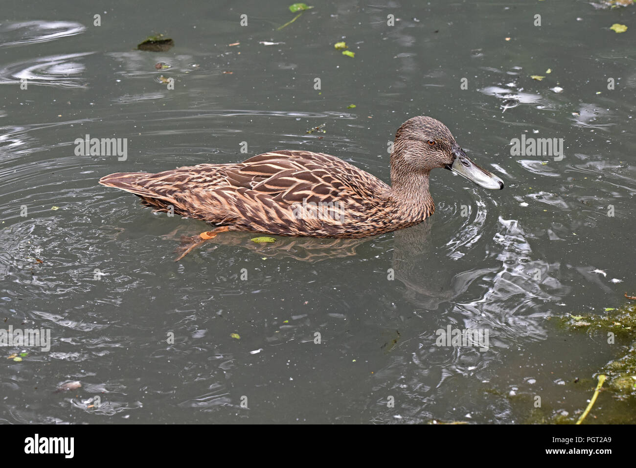 A lone Meller's Duck (Anas melleri) swimming on a small lake in ...