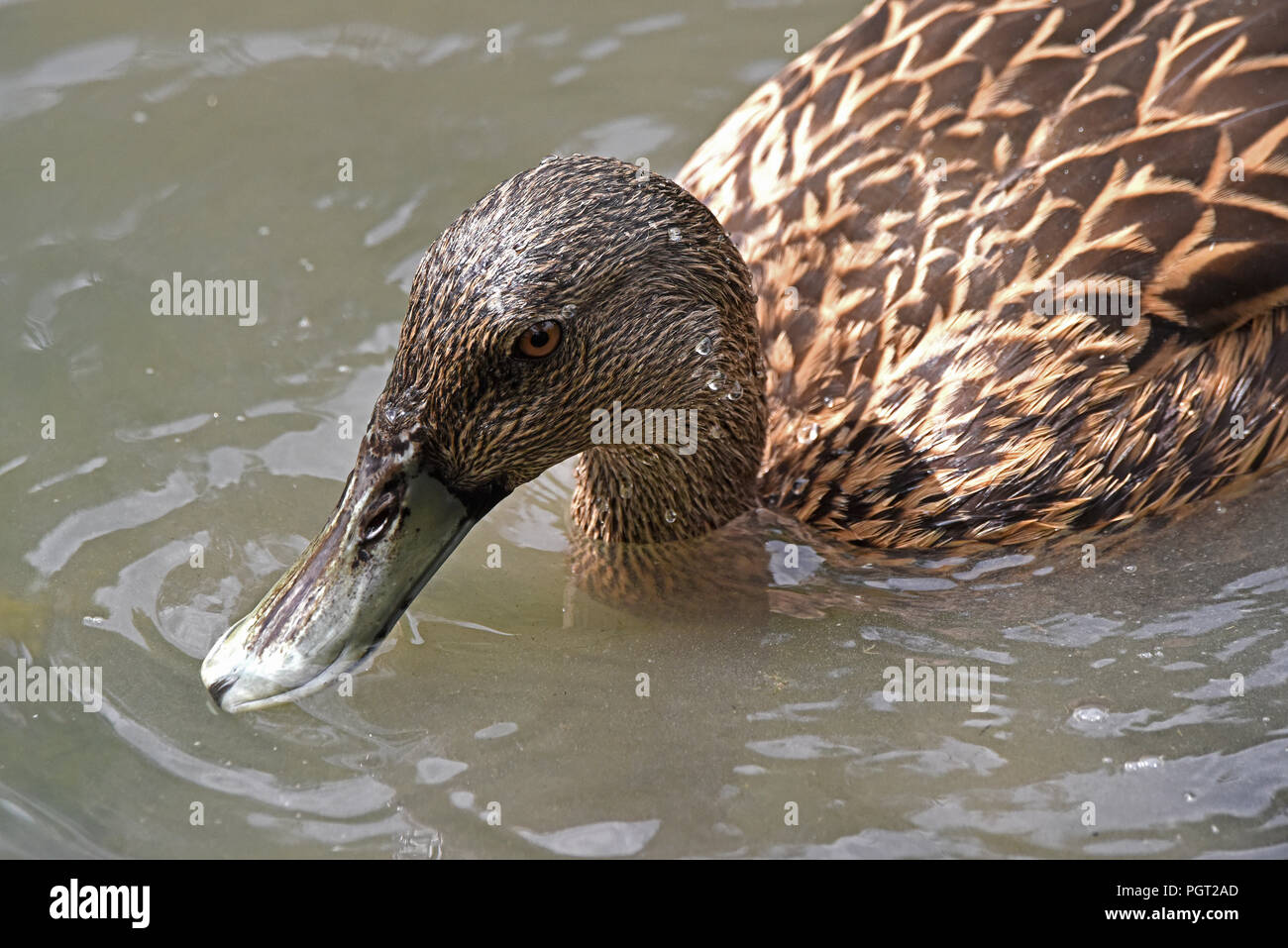 Close-up of a Meller's Duck (Anas melleri) swimming on a small lake in ...