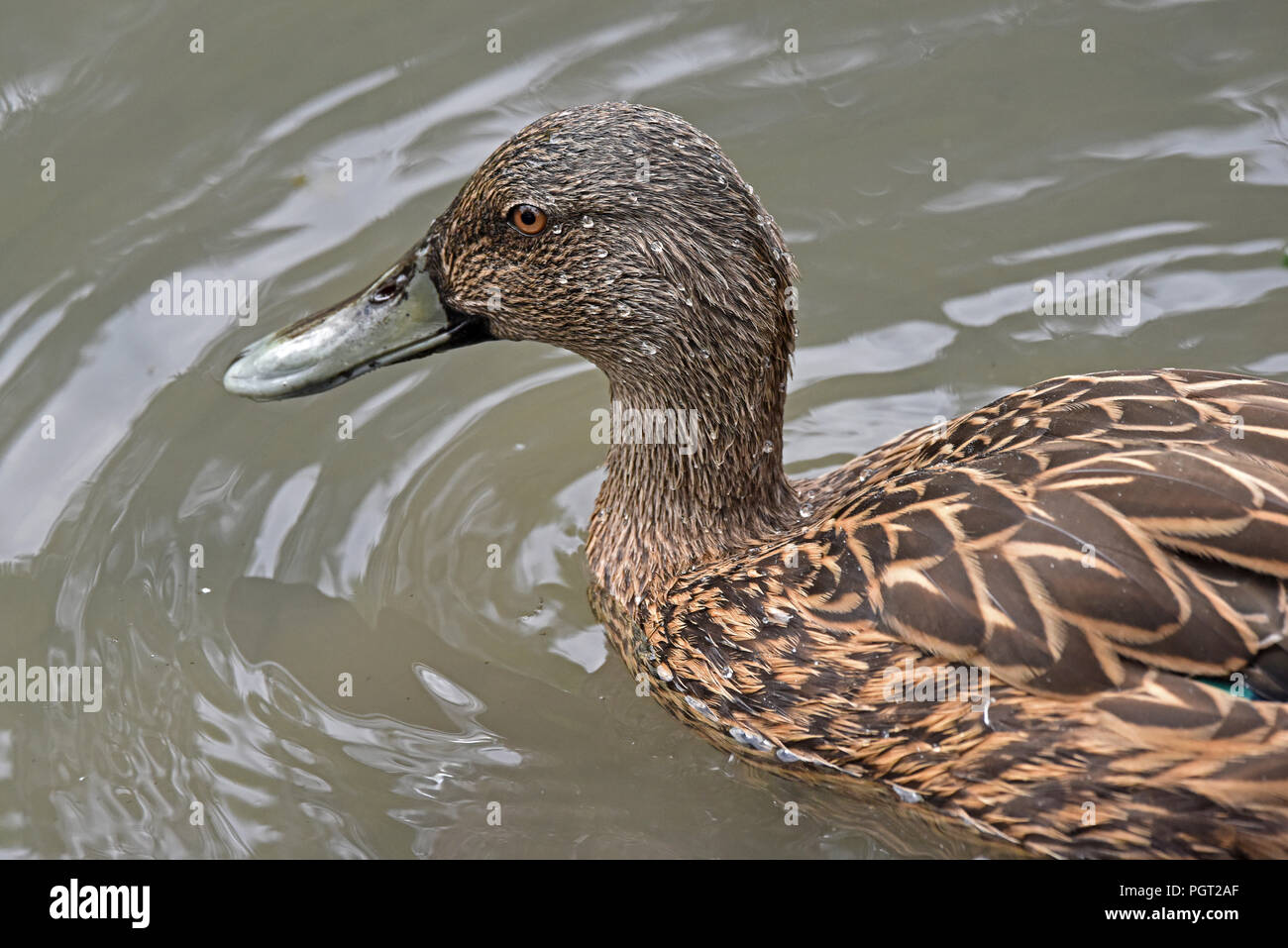 Close-up of a Meller's Duck (Anas melleri) swimming on a small lake in ...