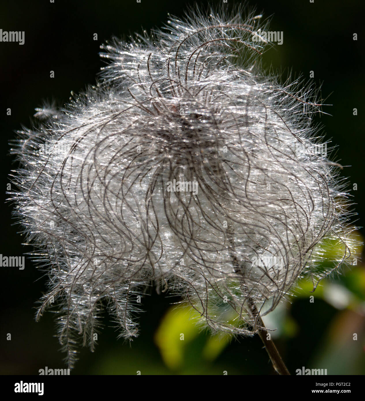 Seed Head in the Sun Stock Photo - Alamy